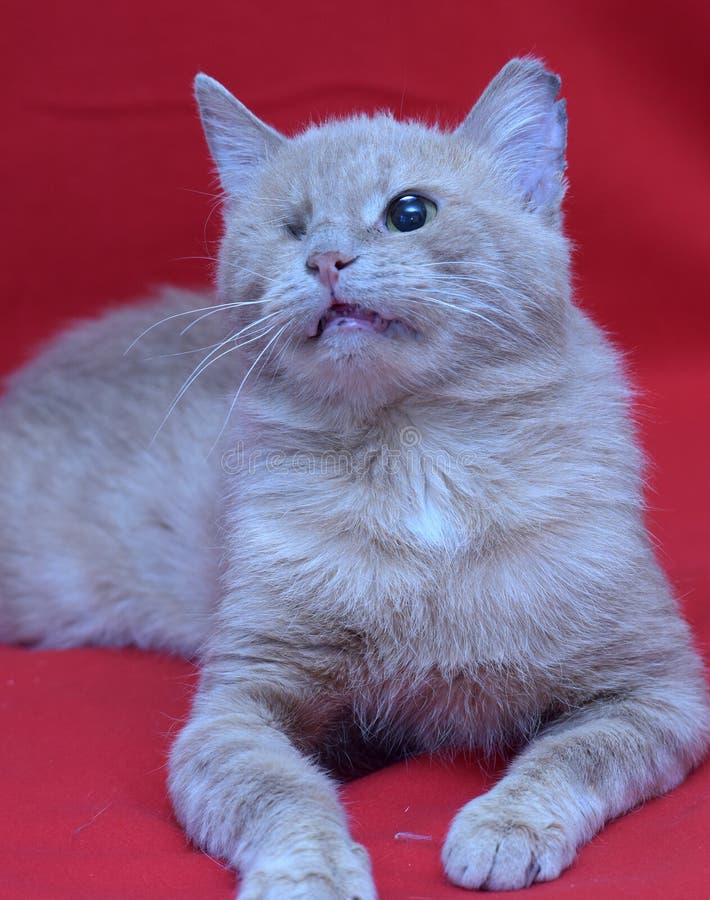 One-eyed Cat in an Animal Shelter Stock Image - Image of ginger, lost ...