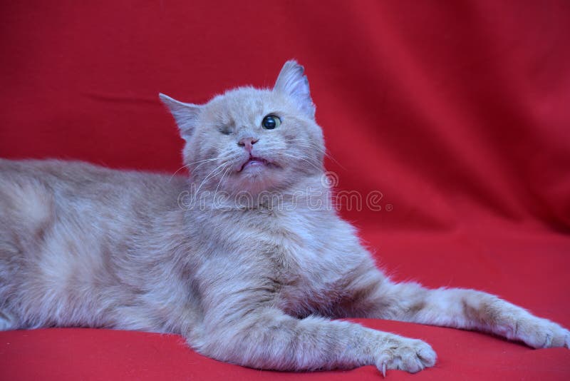 One-eyed Cat in an Animal Shelter Stock Image - Image of health, kitty ...