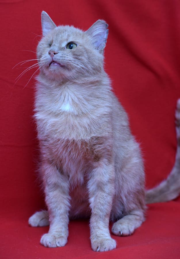One-eyed Cat in an Animal Shelter Stock Image - Image of feline, hair ...