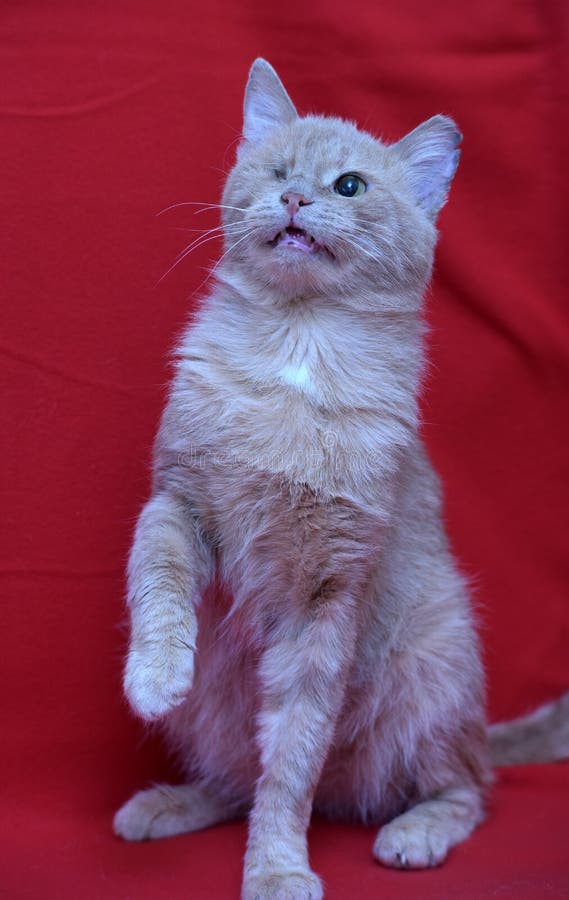 One-eyed Cat in an Animal Shelter Stock Photo - Image of breed, health ...