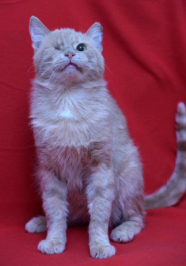 One-eyed Cat in an Animal Shelter Stock Photo - Image of face, ginger ...