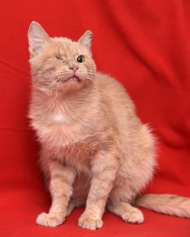 One-eyed Cat in an Animal Shelter Stock Photo - Image of disability ...