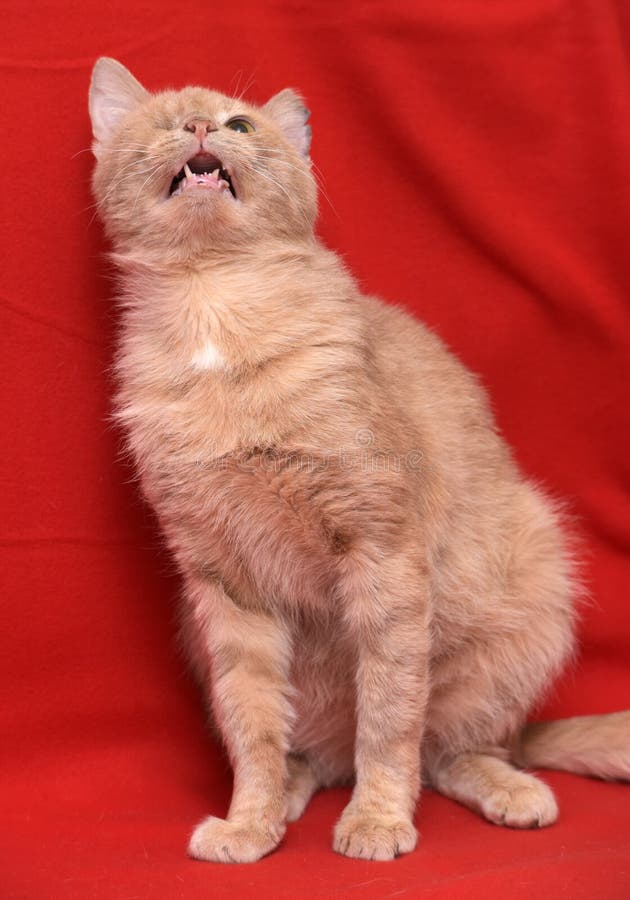 One-eyed Cat in an Animal Shelter Stock Photo - Image of feline ...