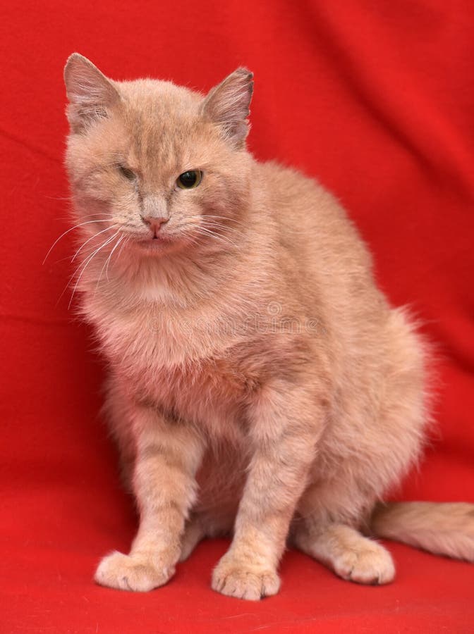 One-eyed Cat in an Animal Shelter Stock Photo - Image of lost, abused ...