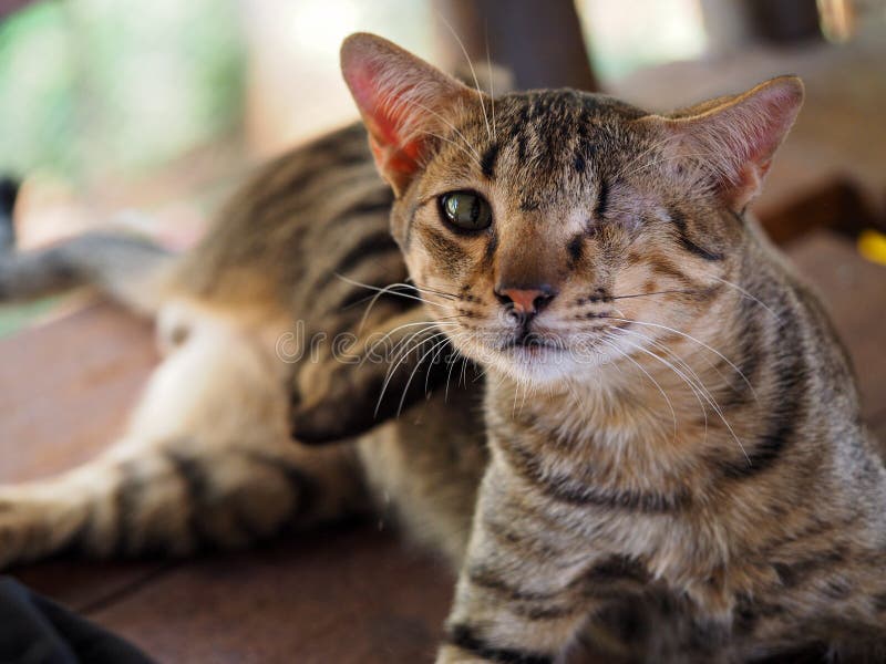 One eyed cat stock photo. Image of lazy, lovely, closeup - 97175872
