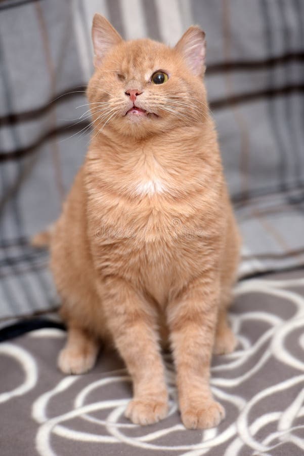 A one-eyed cat stock photo. Image of eyes, help, eyed - 66655978