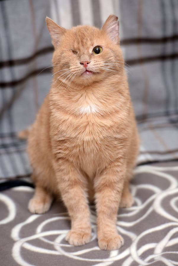 A one-eyed cat stock image. Image of sofa, volunteers - 66655995