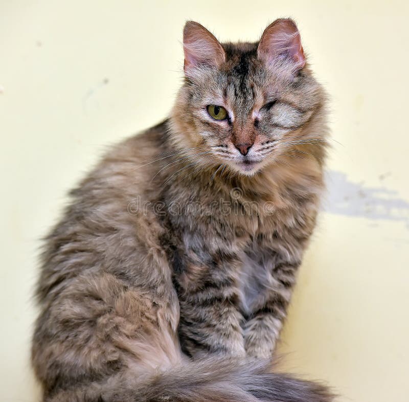 A one-eyed cat stock image. Image of adorable, disability - 59347559