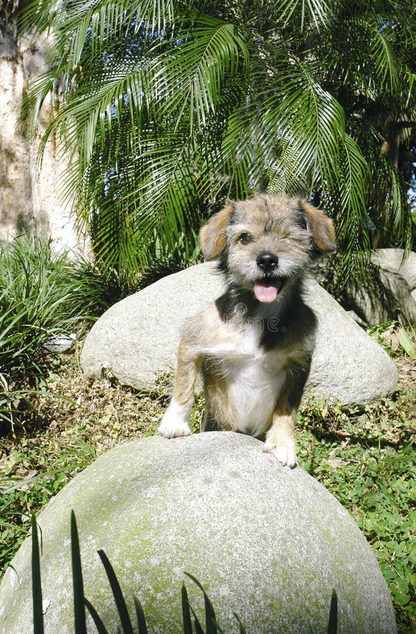One eyed dog posing stock photo. Image of attentive, rock - 1982628