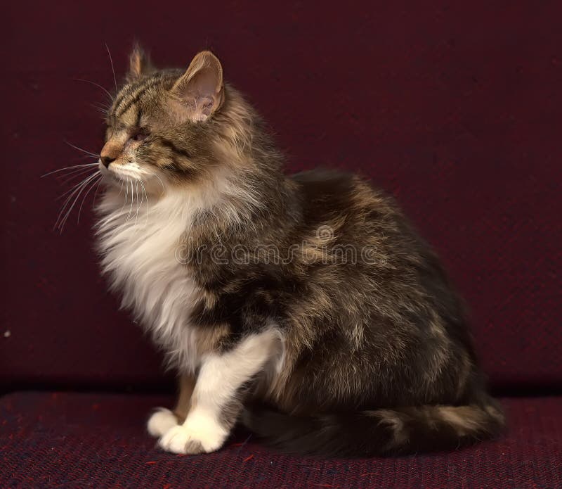 One-eyed, fluffy cat stock photo. Image of shorthair - 68116646