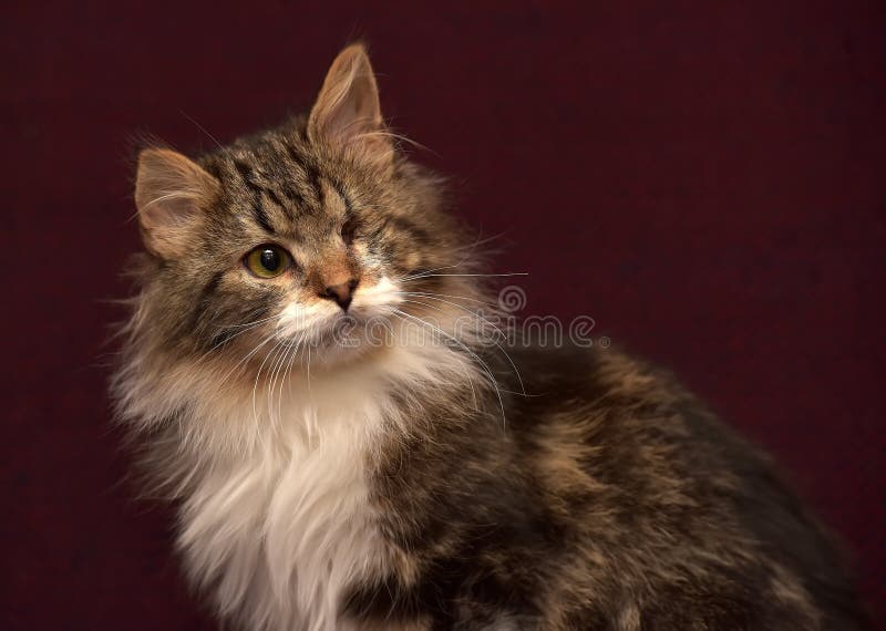 One-eyed, fluffy cat stock image. Image of rescue, blanket - 68116719