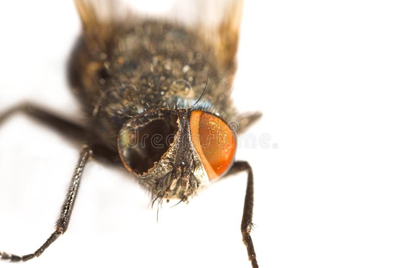 Eyes of a fly stock photo. Image of summer, pest, insect - 5562822