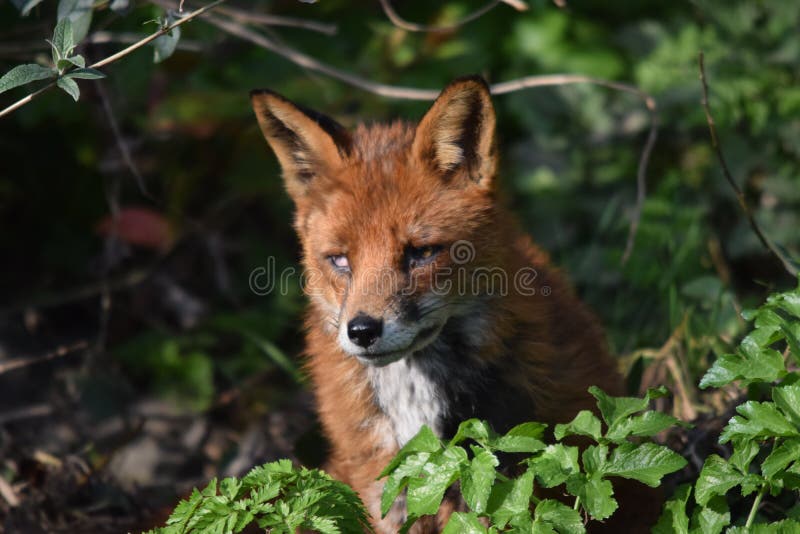 The One Eyed Fox Called Brave Heart Stock Photo - Image of squirrel ...