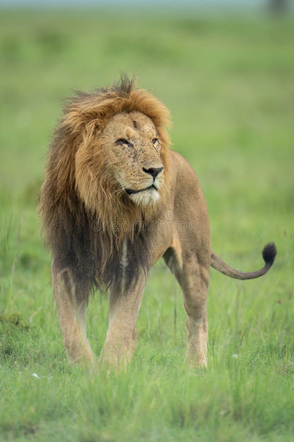 One-eyed Male Lion Standing on Grassy Plain Stock Photo - Image of ...