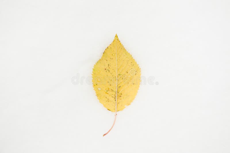 One Fallen Leaf Lie on the Snow Stock Photo - Image of clean ...