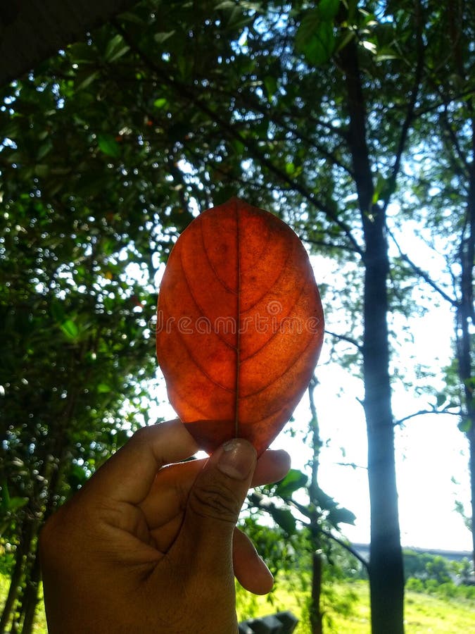 One of the fallen leaves stock photo. Image of branch - 239948228