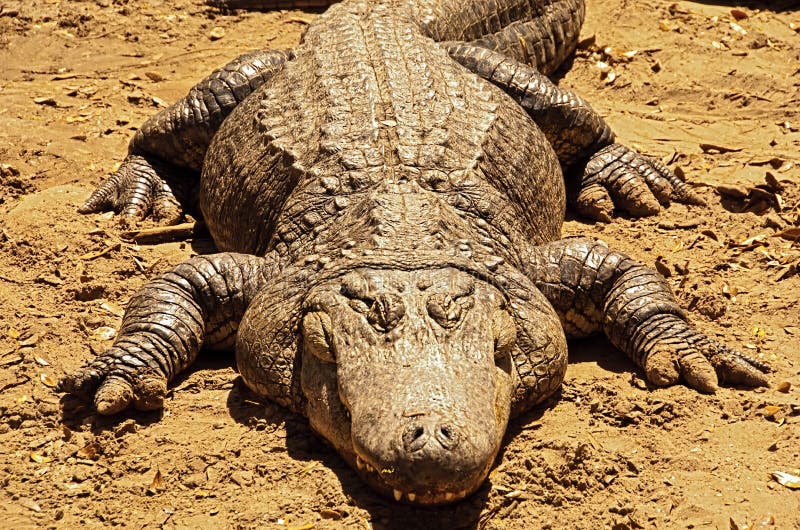 Huge Gator stock photo. Image of waters, outdoors, gator - 23542554