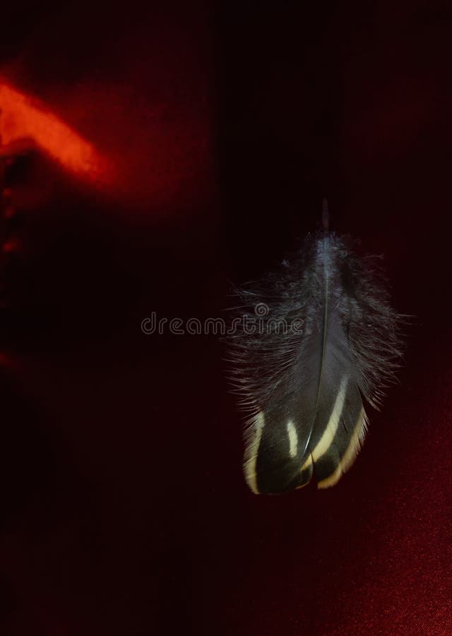 One Feather on Dark Red Velvet Fabric Stock Photo - Image of elegant ...