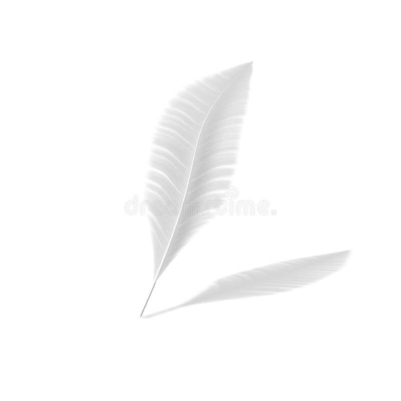 One Feather on a White Isolated Background Stock Illustration ...