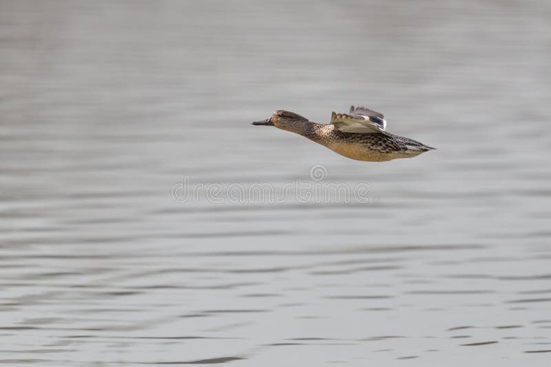 One Female Common Teal (Anas Crecca) in Flight Over Water Stock Photo ...
