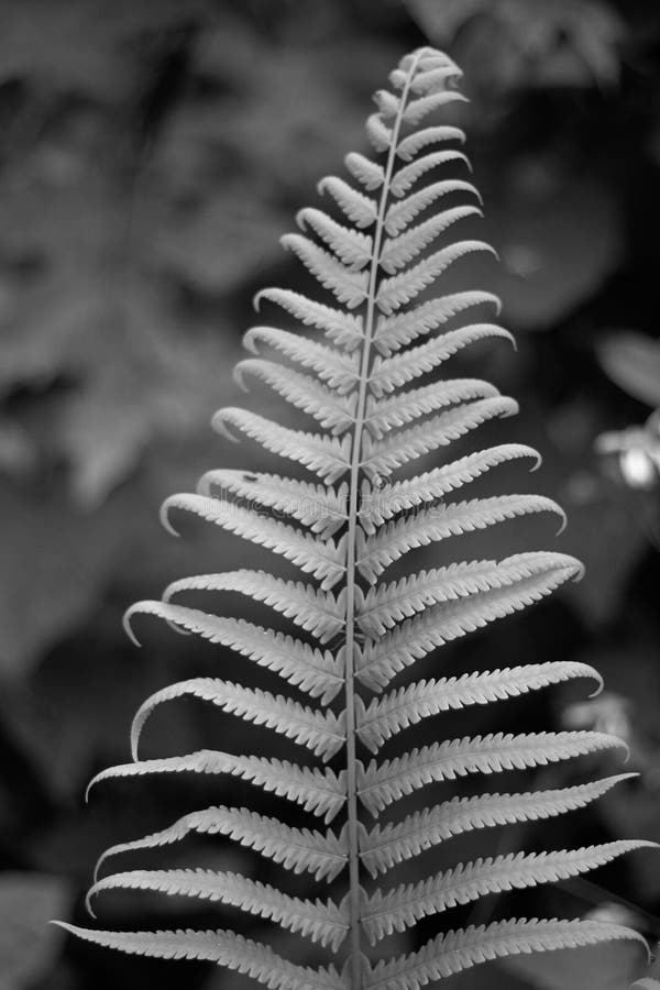 One Fern Leaf in Black&white Stock Photo - Image of fern, leaf: 70057050
