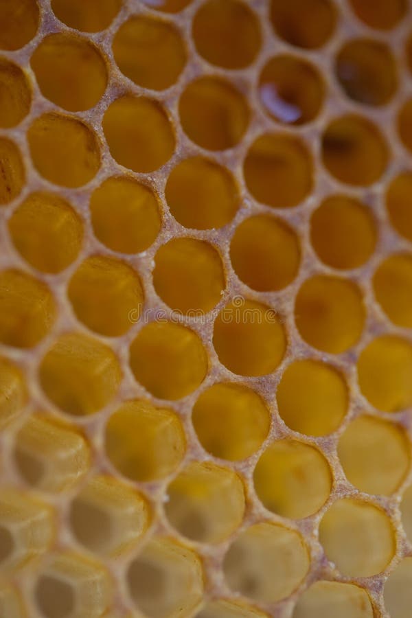 Honey comb on a plate stock image. Image of comb, yellow - 11321311