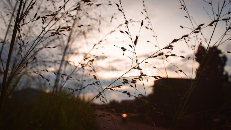 One fine morning stock image. Image of light, branch - 257659781