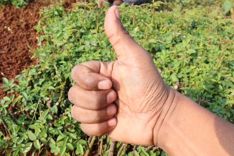 One Finger with Rose Seedling Stock on Farm Stock Image - Image of ...
