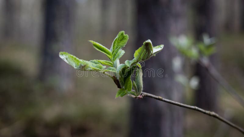 One of the First Beautiful Spring Buds in the Deep Forest Thicket Stock ...