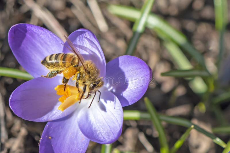 One of the First Bees in the Year Can Be Seen on One of the First ...