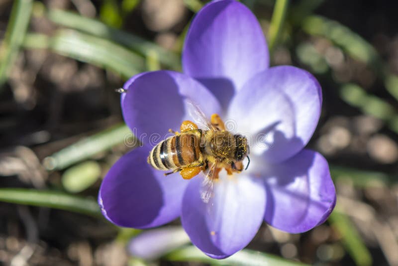 One of the First Bees in the Year Can Be Seen on One of the First ...
