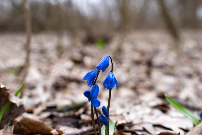Spring Flower Scilla (scylla) Stock Photo - Image of shrub, nature ...