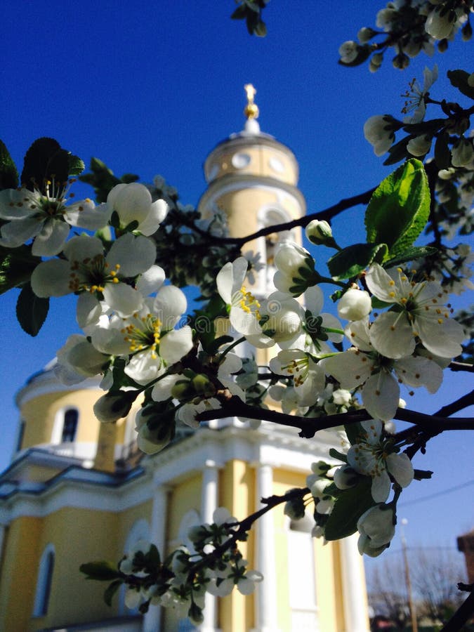 Spring stock image. Image of spring, chery - 120743477