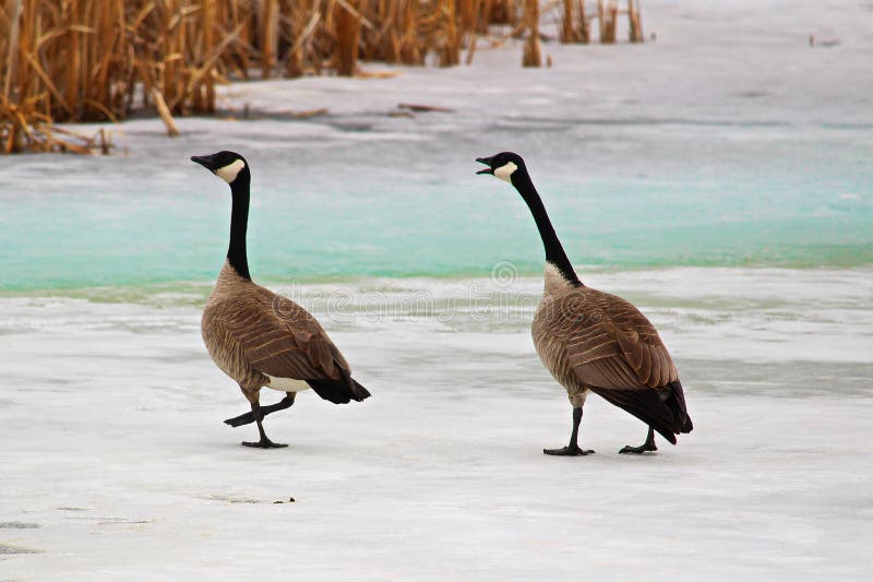 One of the First Sets of Canadian Geese Returning in the Spring Stock ...