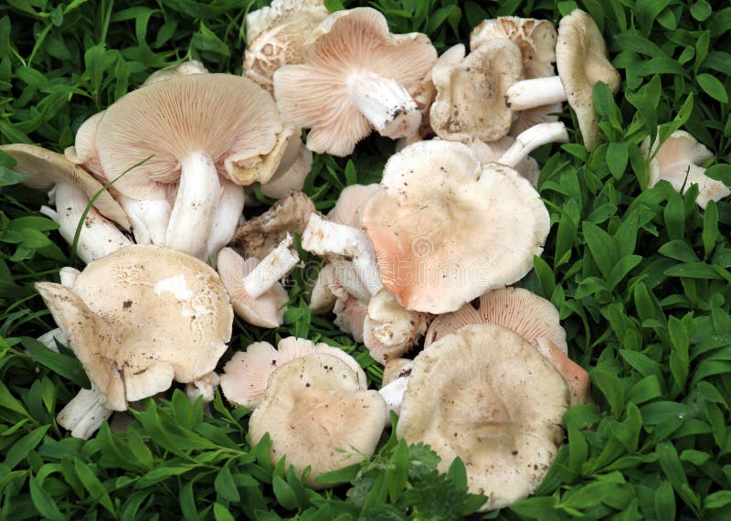 One of the First Spring Edible Mushrooms is Calocybe Gambosa Stock ...