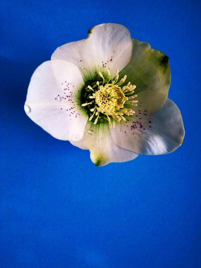 Beautiful First Spring Flower Hellebore on Blue Stock Image - Image of ...
