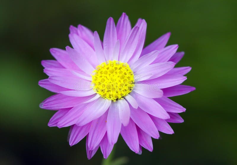 One of the First Spring Pink Flower Stock Photo - Image of natural ...
