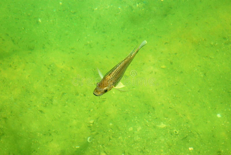 One fish stock photo. Image of wild, fish, swims, outdoor - 4501016