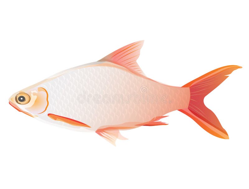 One fish stock vector. Illustration of live, background - 77958162