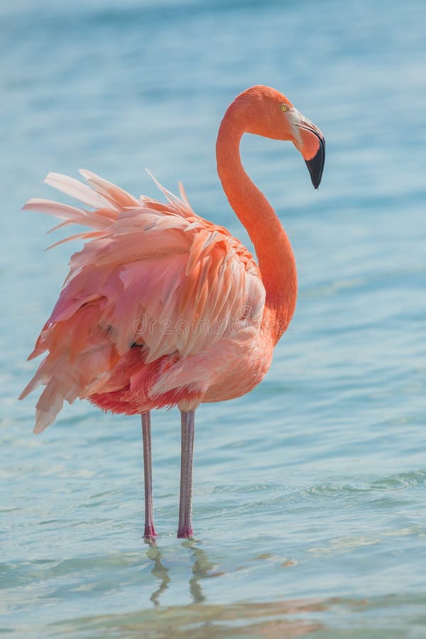 One flamingo on the beach stock photo. Image of horizon - 82503260