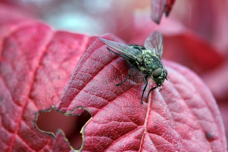 One Flies on a Autumn Sheet Stock Photo - Image of emphasise, september ...