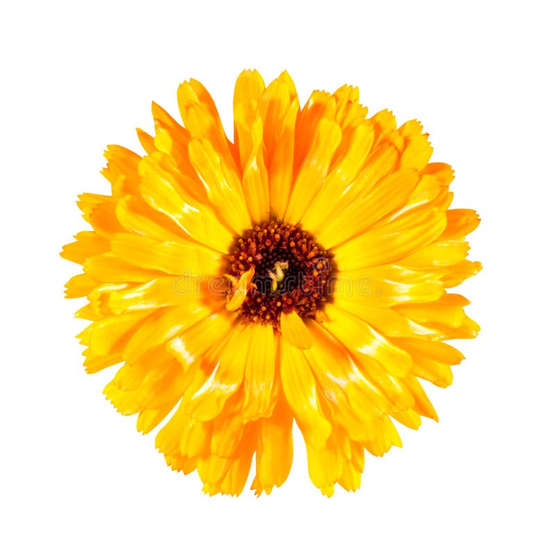 One flower stock image. Image of floral, flower, summer - 21938997
