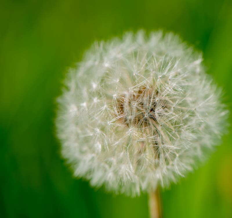 One flower stock image. Image of plant, beautiful, closeup - 38122961