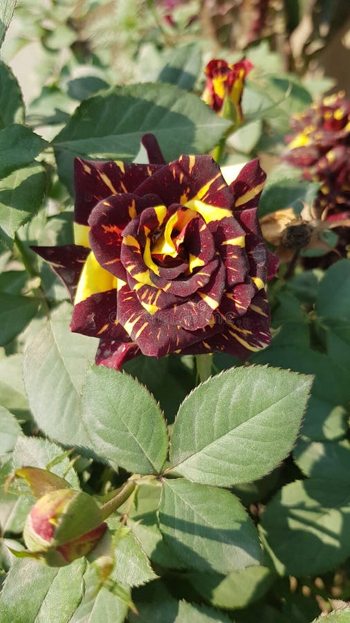 One Flower with Different Colors Combination Stock Image - Image of ...