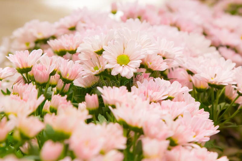 One flower flora stock image. Image of blossom, white - 43124681