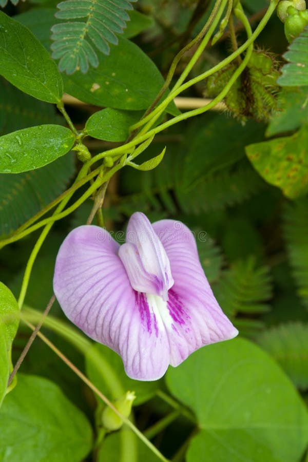 One Flower among the Leaves Stock Image - Image of blossom, pink: 185220865