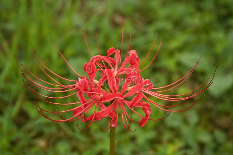 One Flower of Lycoris Radiata Stock Photo - Image of petal, herb: 260907798