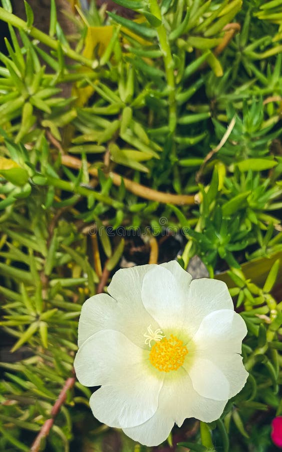 One Flower so Many Good Looking for U Stock Image - Image of produce ...