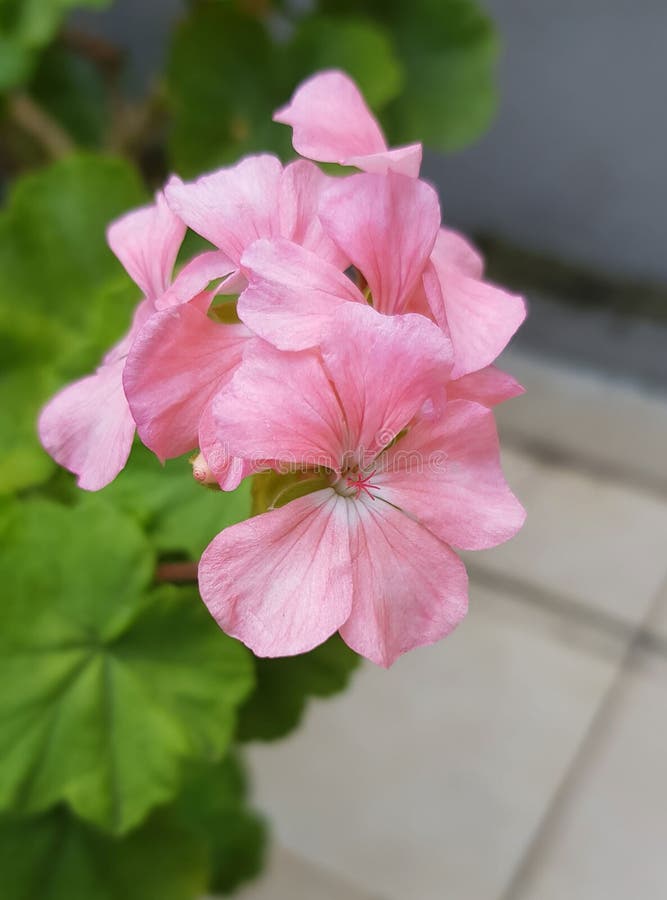 One Flower pink stock photo. Image of yard, plants, flowers - 109399040
