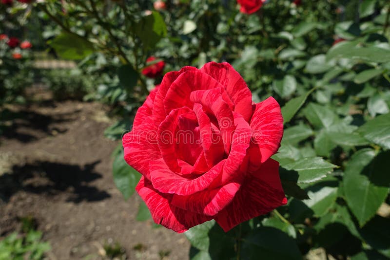 One Flower of Red Striped Rose Stock Photo - Image of flower, crimson ...